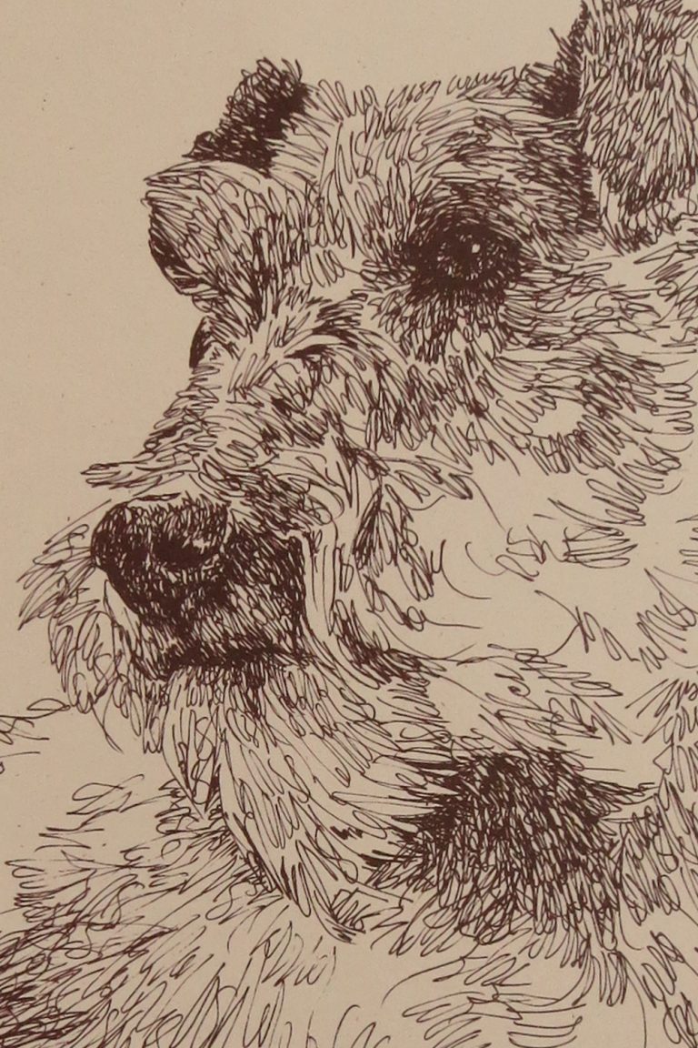 Irish Terrier: Dog Portrait by Stephen Kline : DrawDOGS by Stephen ...