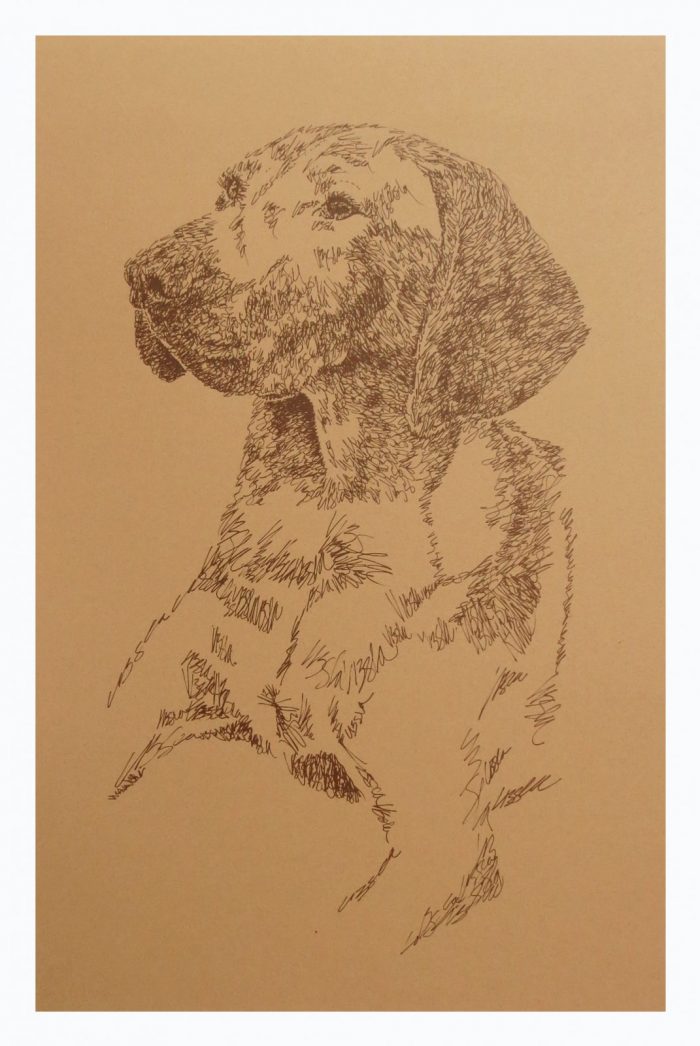 Vizsla: Dog Portrait by Stephen Kline : DrawDOGS by Stephen Kline ...